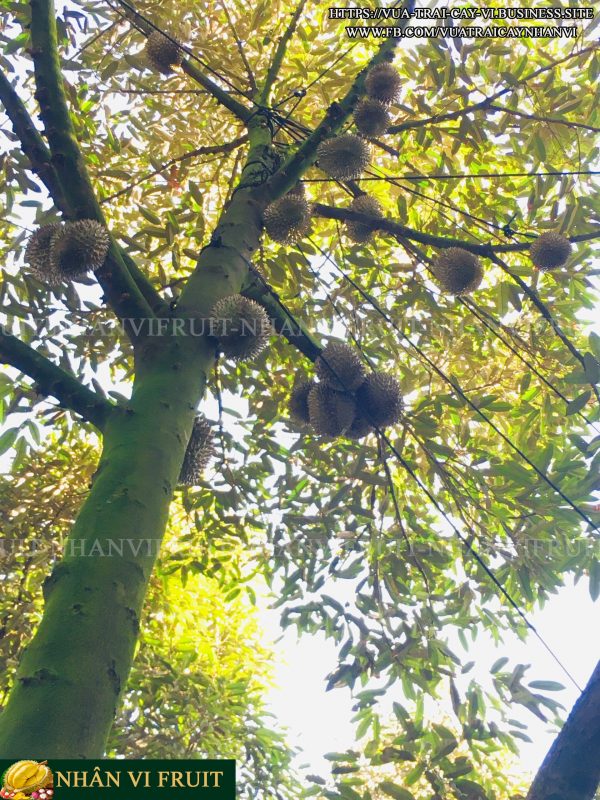 ABOUT US - Navi Fruit