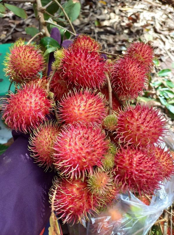 CHÔM CHÔM THƯỜNG - Navi Fruit