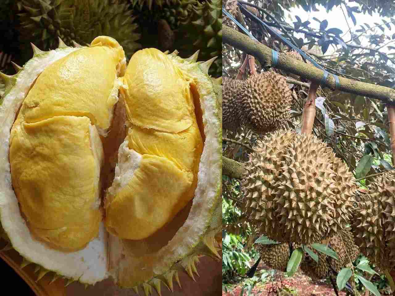Sầu riêng Sữa là gì? Giá bao nhiêu? Cách chọn sầu riêng sữa loại 1 ngon ...